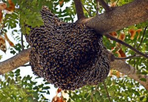 Is Camping Safe? Avoiding Animals, Insects, and Injury - Where The Road ...