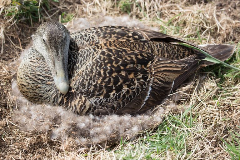 Goose Down Vs Duck Down: Pros and Cons - Where The Road Forks