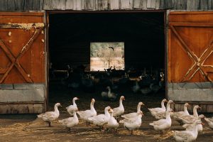 Goose Down Vs Duck Down: Pros and Cons - Where The Road Forks