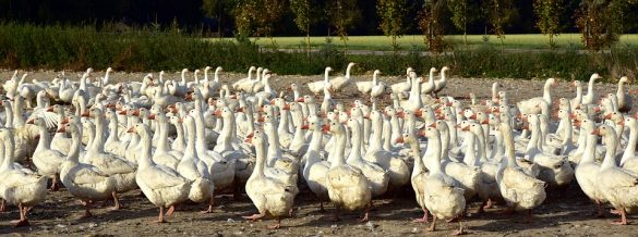 Goose Down Vs Duck Down: Pros and Cons - Where The Road Forks