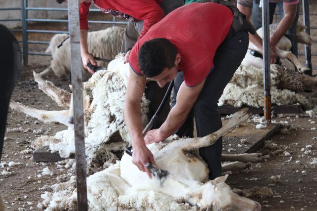 Fleece Vs Wool Vs Down: Which is Better and Pros and Cons - Where The ...