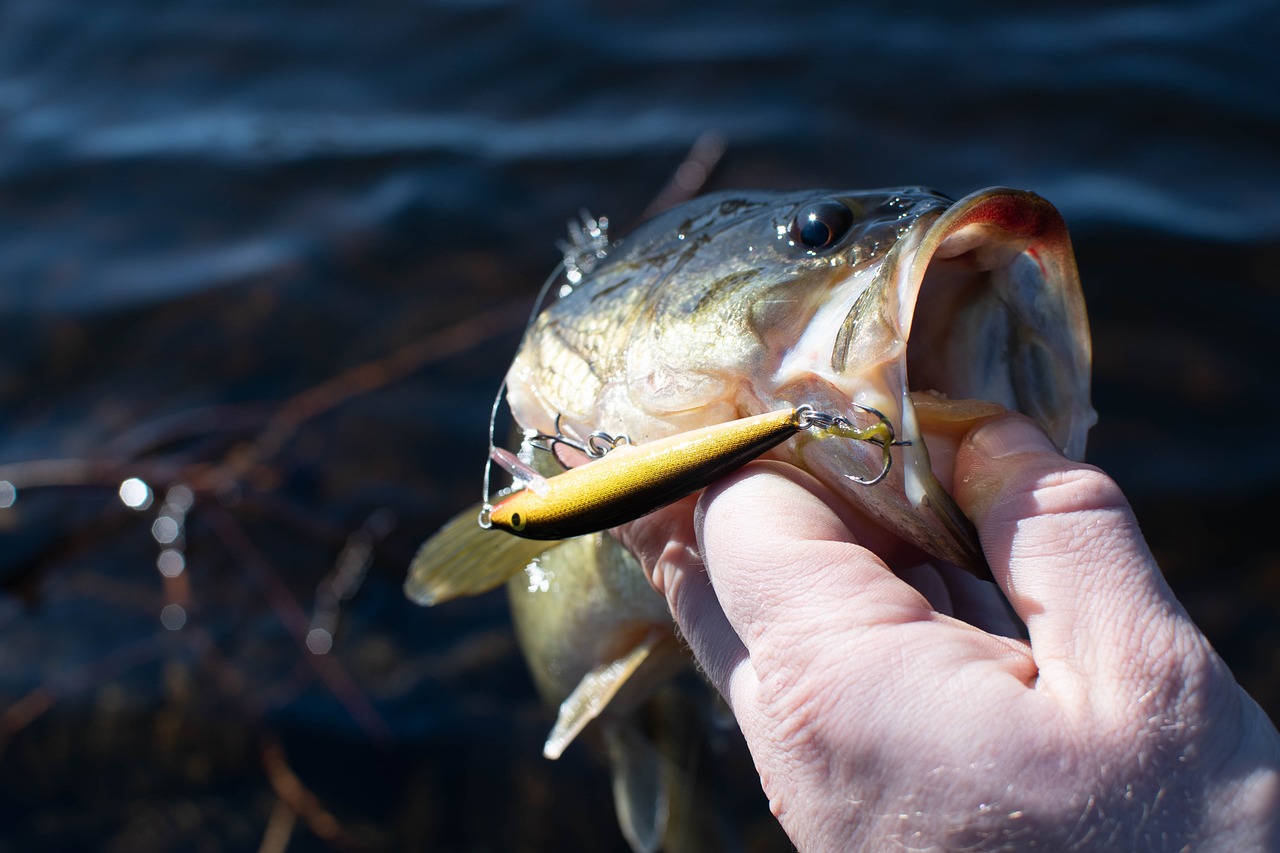 Guided Bass Fishing Trips in Mexico - Where The Road Forks